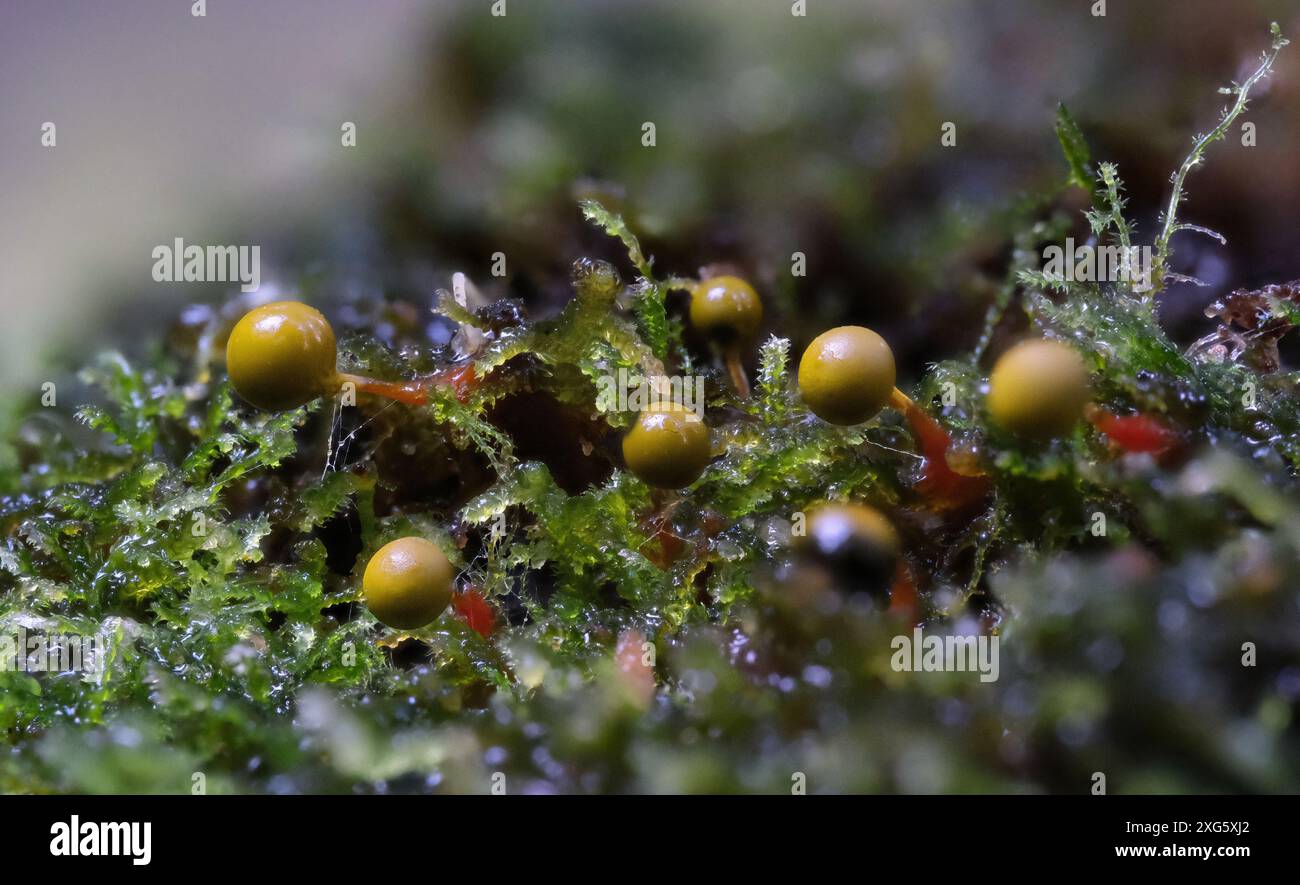 Macro close up image of tiny Physarum viride slime mold fungi sporangia ...