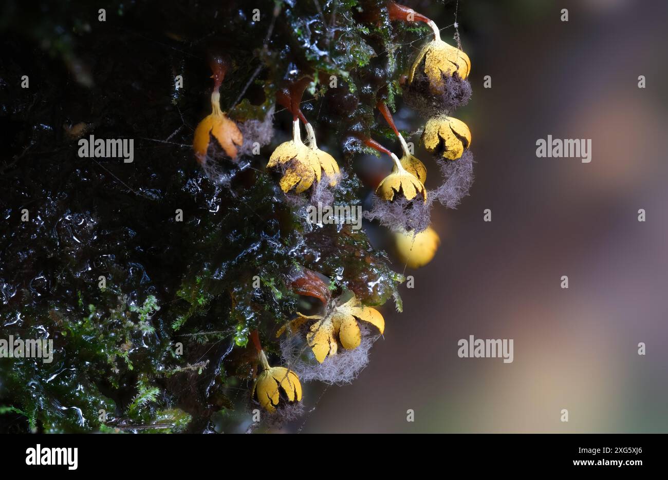 Macro close up image of tiny Physarum viride slime mold fungi sporangia ...