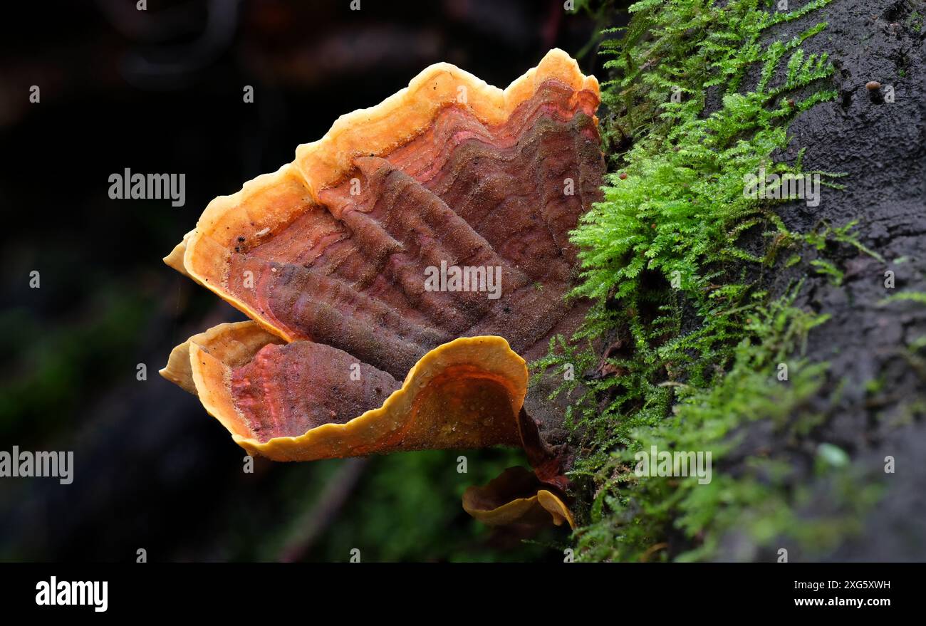 Macro close up image of tiny Stereum versicolor fungi in rain forest at ...