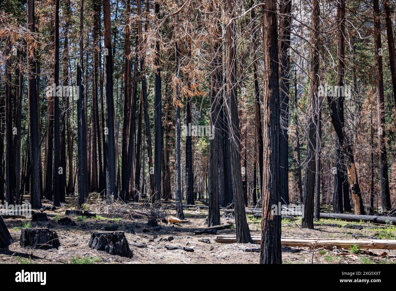 Burned Trees in Yosemite Valley, California, USA Stock Photo - Alamy