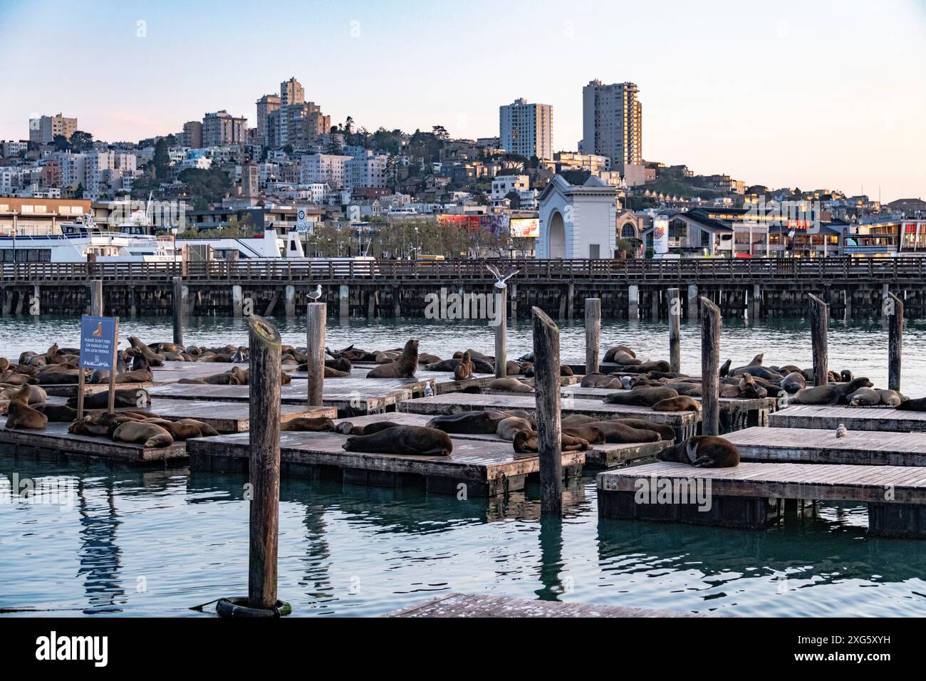 Pier 39 seals hi-res stock photography and images - Alamy