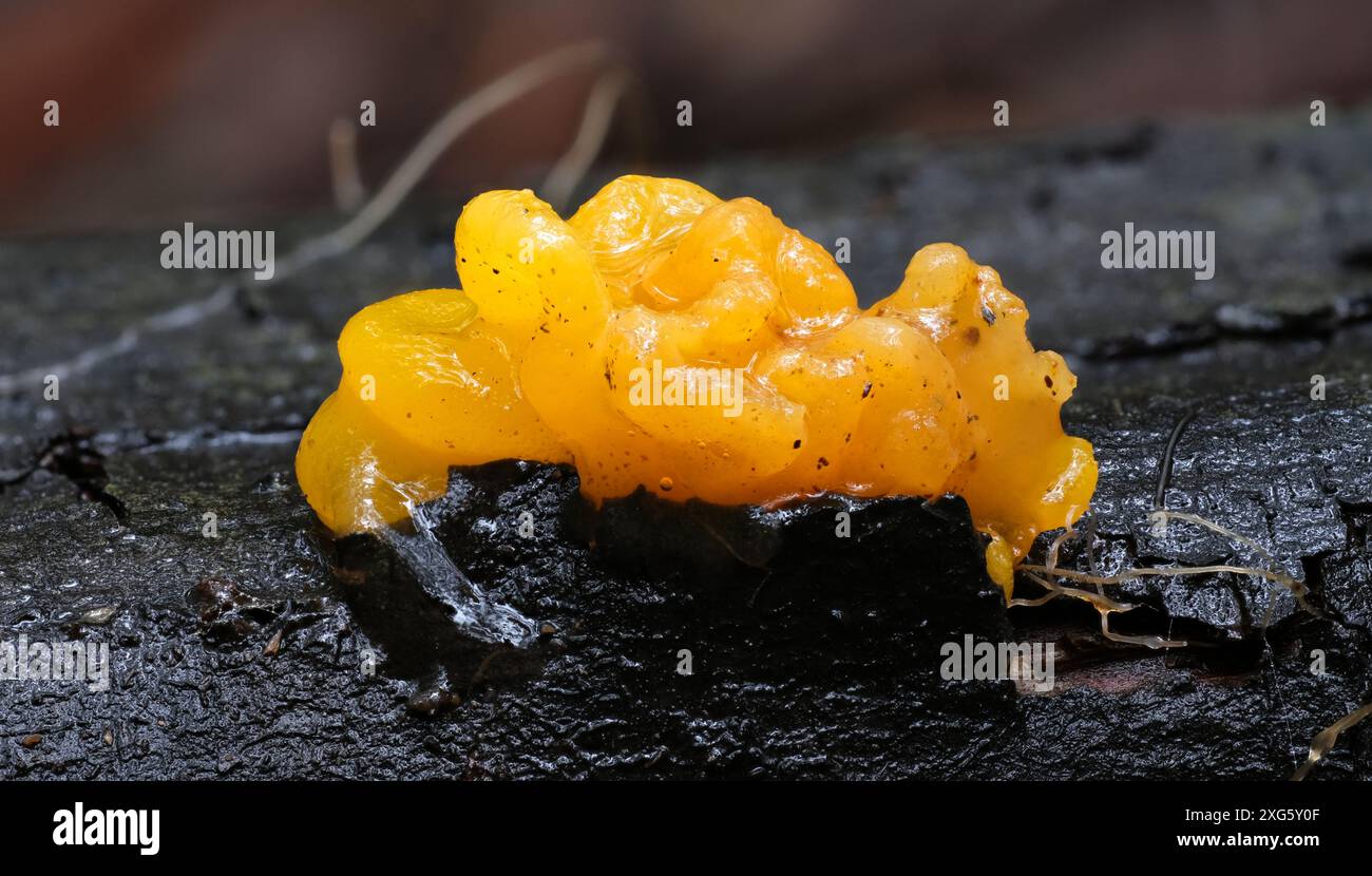 Macro close up image of tiny Tremella mesenterica Witch's butter fungi ...