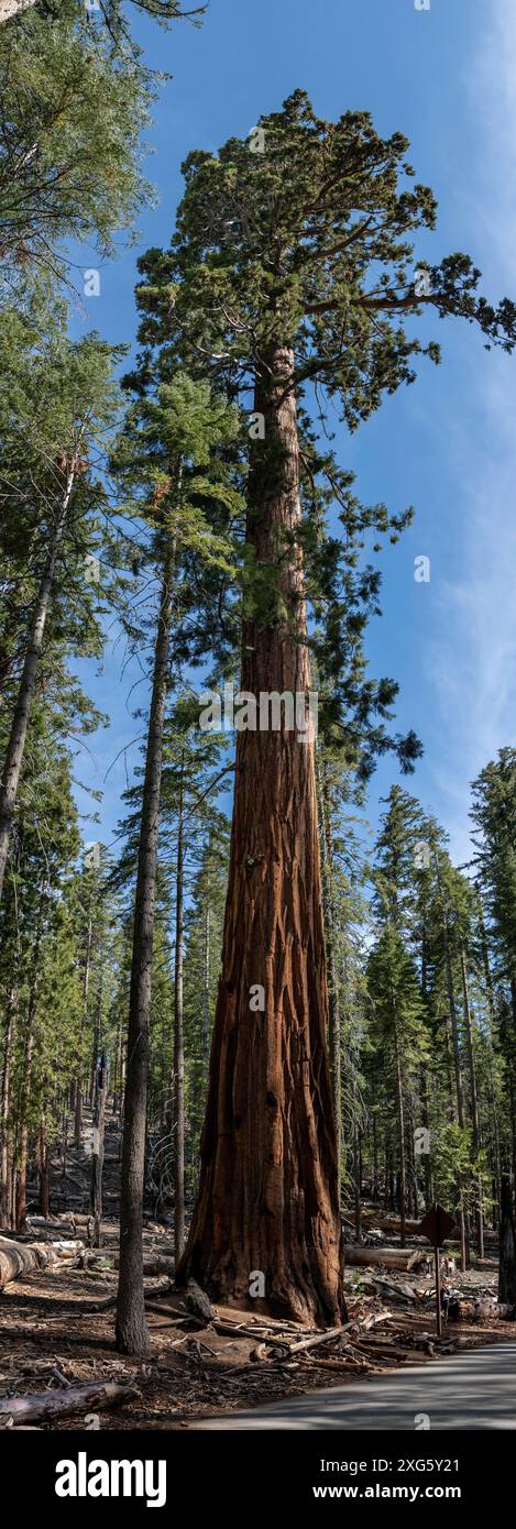 Sequoia tree in mariposa hi-res stock photography and images - Alamy