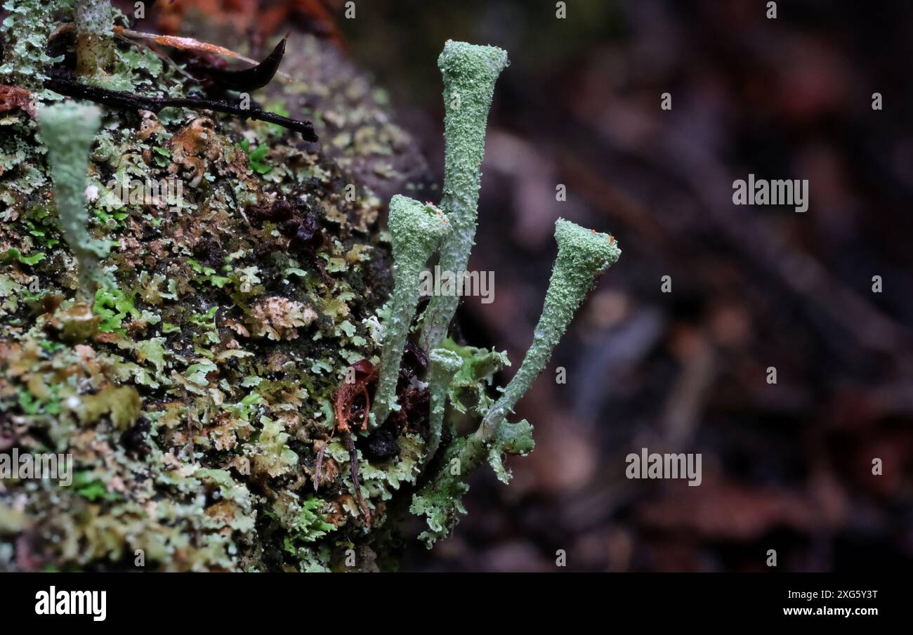 Macro close up image of tiny Trumpet lichen Cladonia fimbriata in rain ...