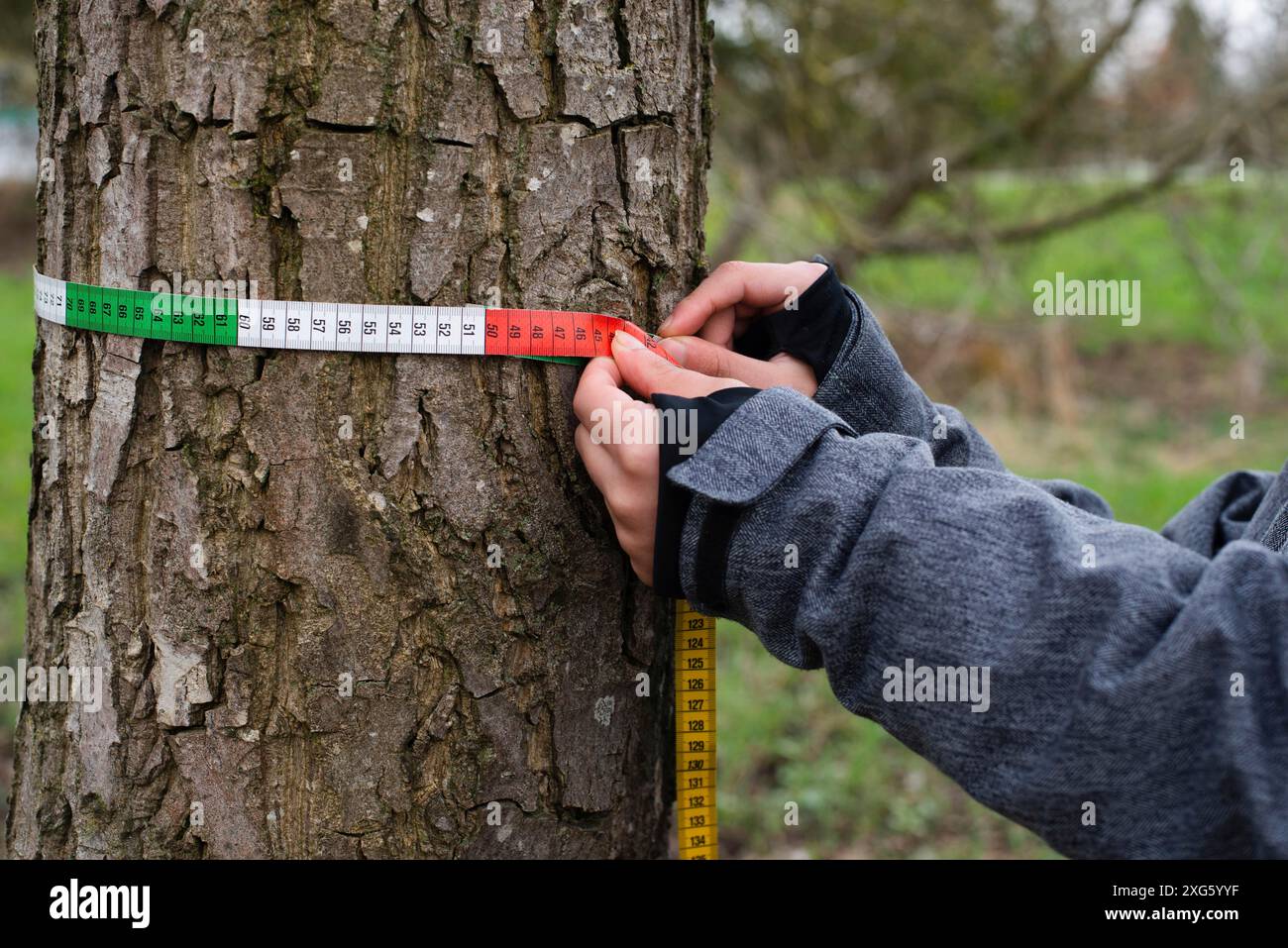 Ranger measures tree circumference with a tape, inspection by a ...