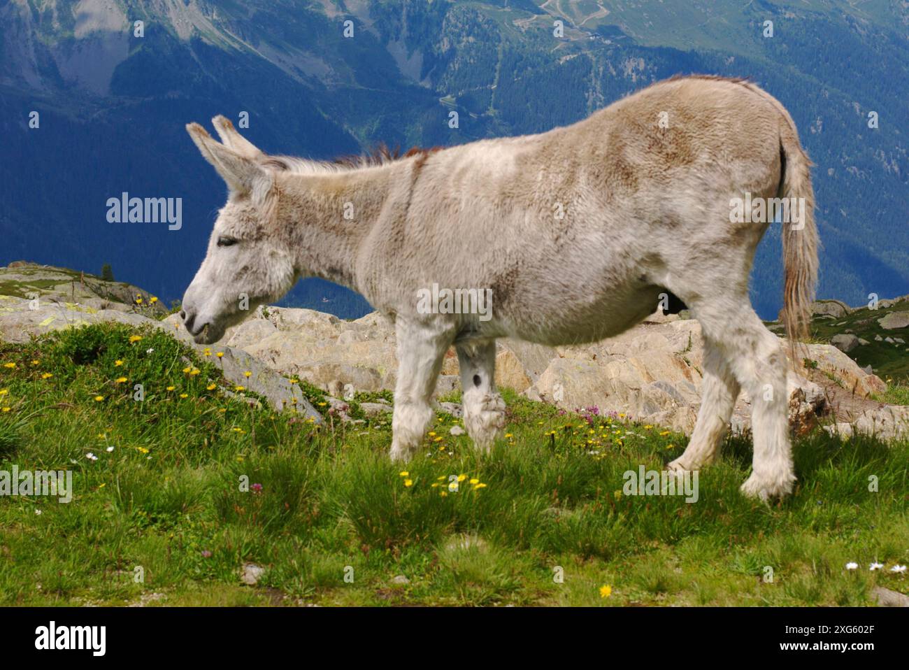French donkey hi-res stock photography and images - Alamy