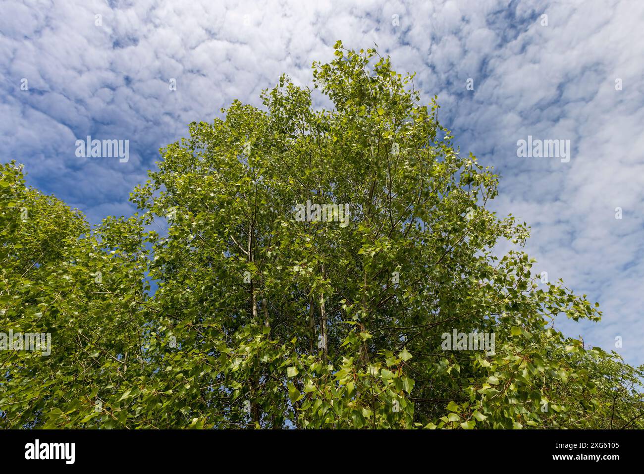 Wind rustles green foliage trees hi-res stock photography and images ...
