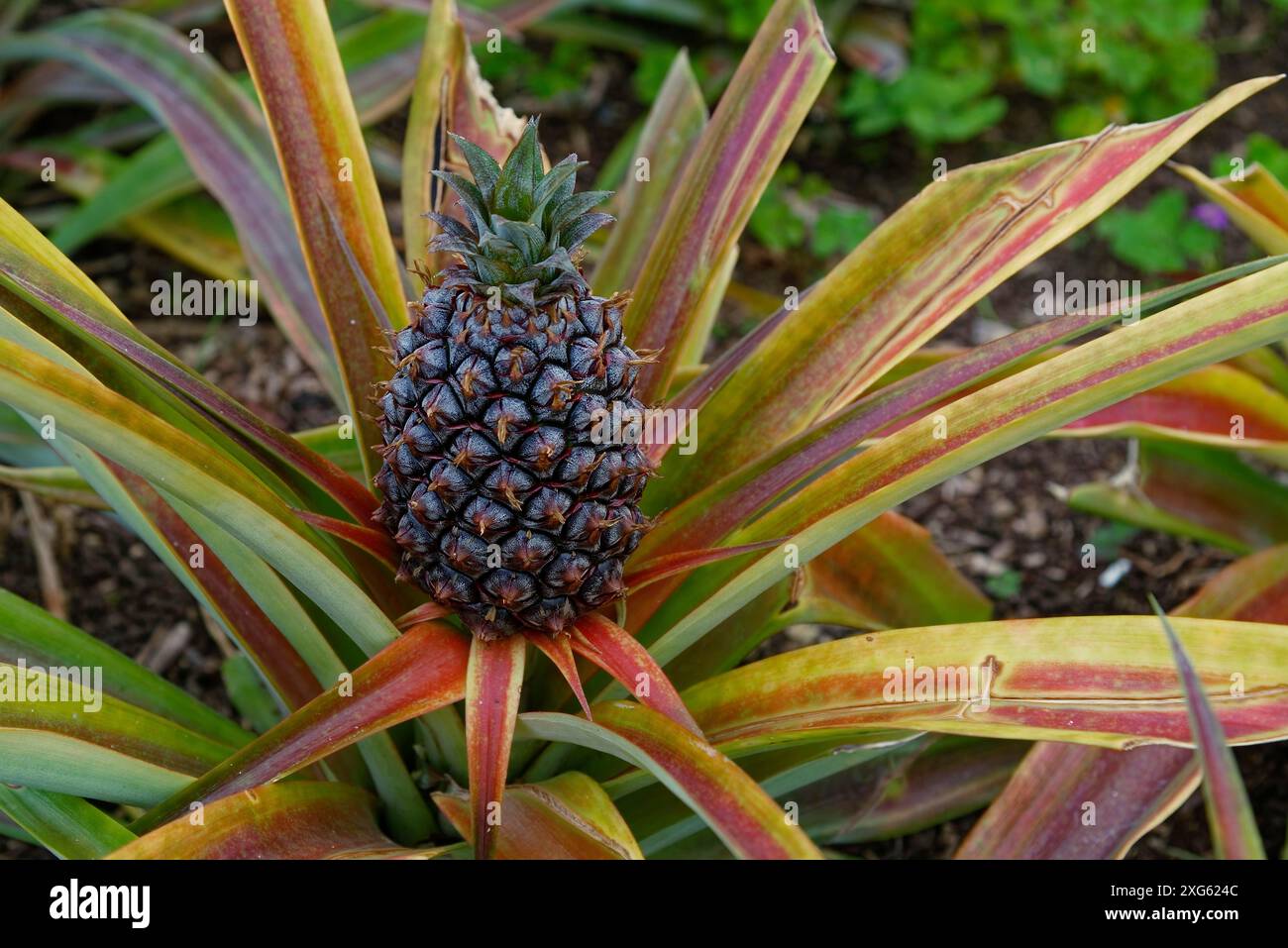 Pineapple plant with ripe fruit, surrounded by long, colourful leaves ...