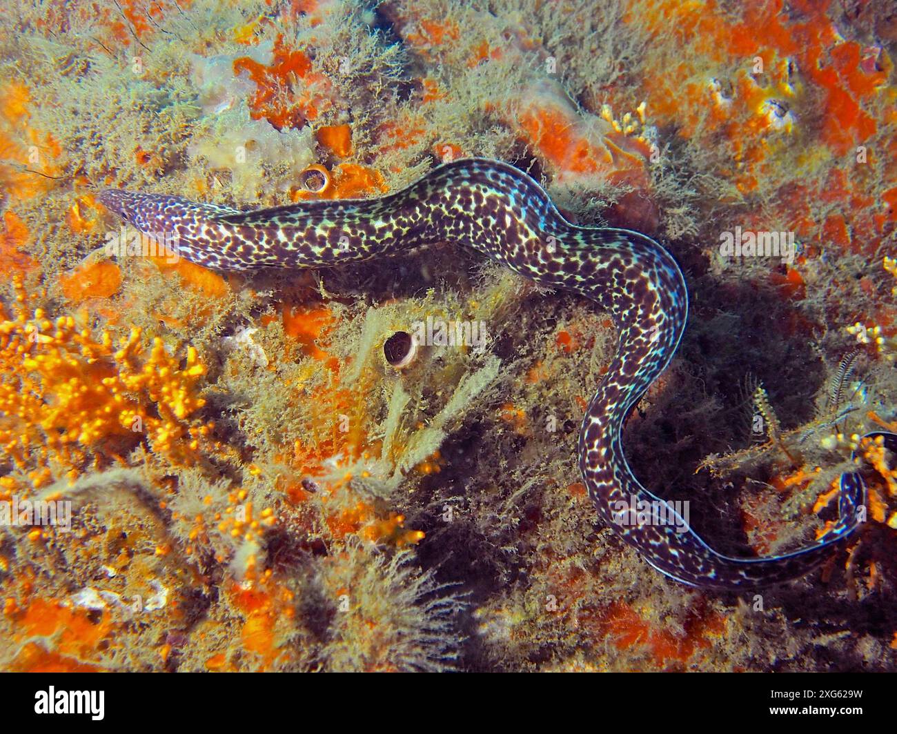 A Spotted moray (Gymnothorax moringa) meanders through the colourful ...