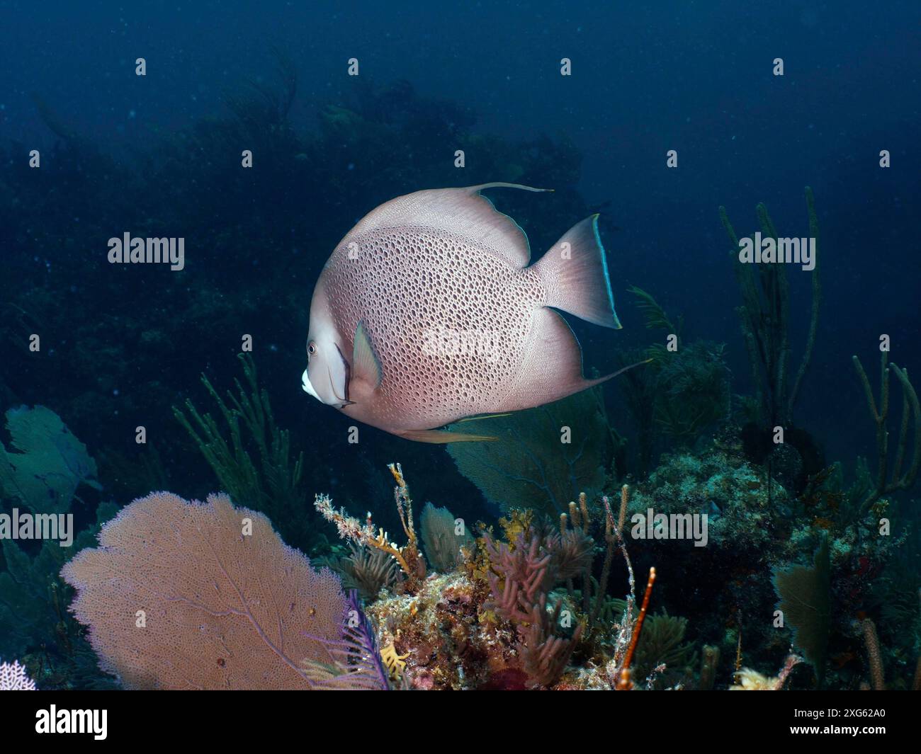 A fish with a dot pattern, Gray angelfish (Pomacanthus arcuatus), swims ...