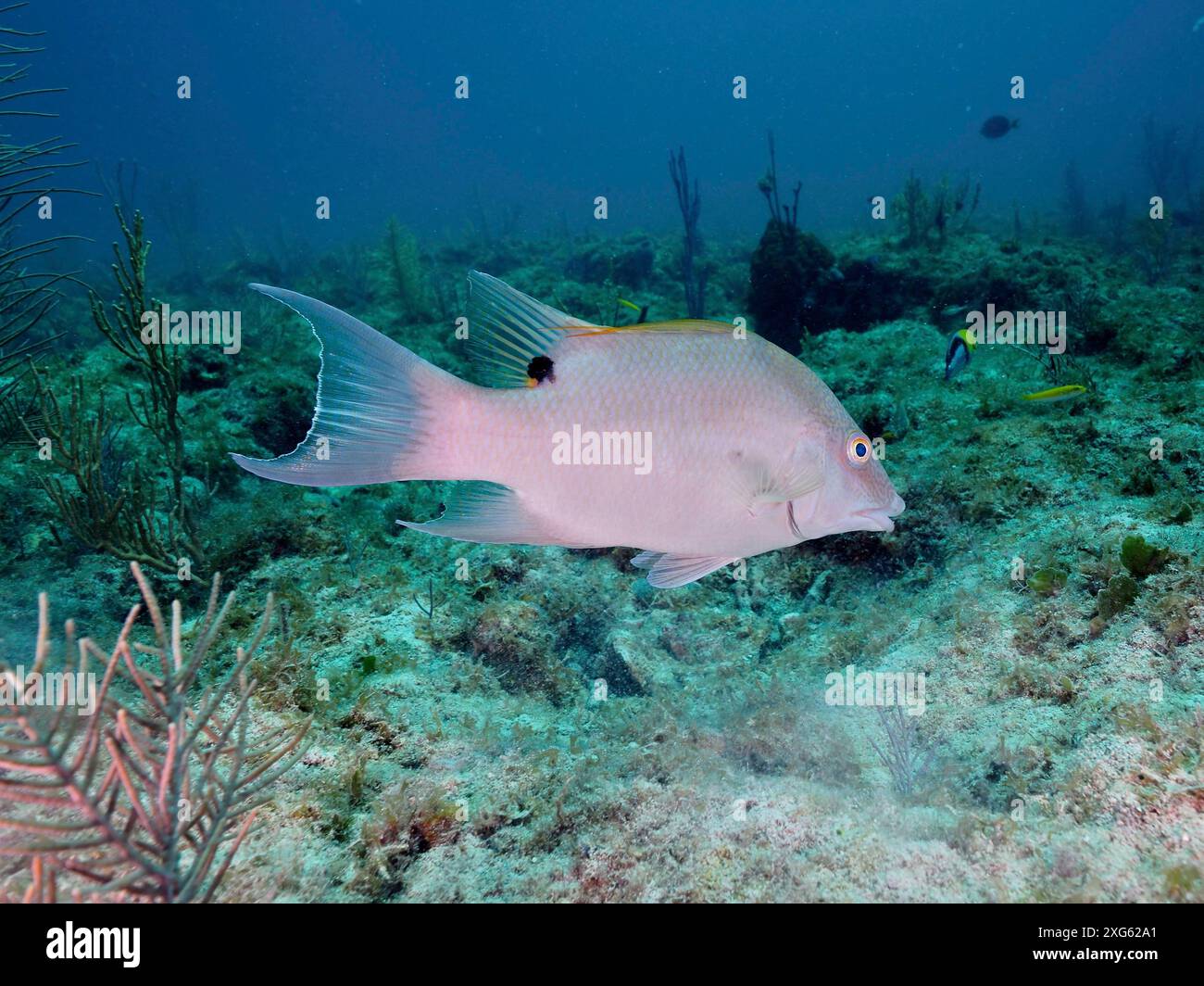Hogfish (Lachnolaimus maximus) swimming in a coral reef. Dive site John ...