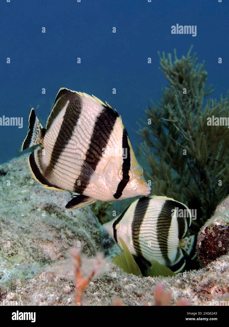 Two specimens of Banded butterflyfish (Chaetodon striatus) swim between ...