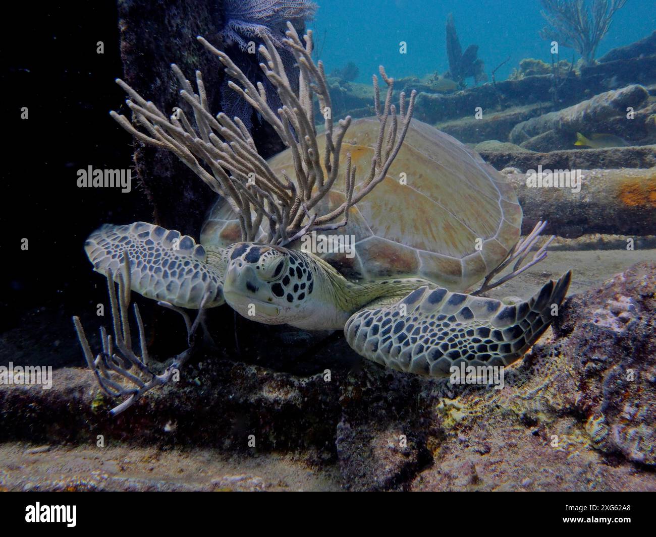 A Hawksbill sea turtle (Eretmochelys imbricata imbricata) rubs against ...