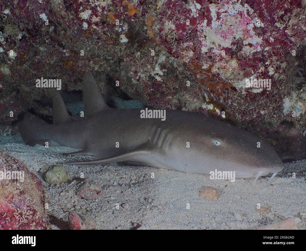Atlantic nurse shark (Ginglymostoma cirratum) resting in an underwater ...