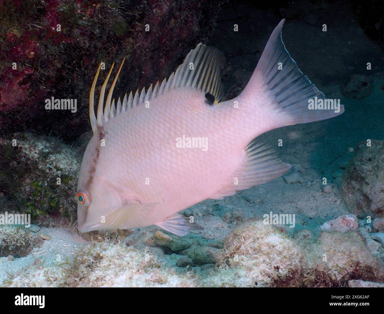 White fish with long dorsal fins, hogfish (Lachnolaimus maximus ...