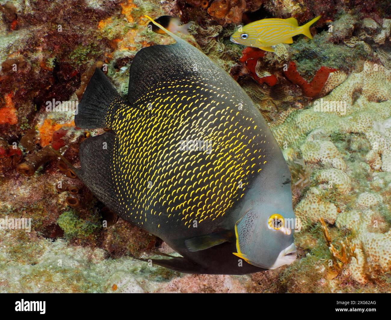 Large, dark grey tropical fish with yellow spots, French angelfish ...