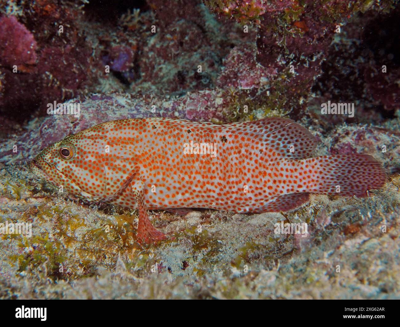 Red fish with dots, caribbean grouper (Cephalopholis cruentata), rests ...