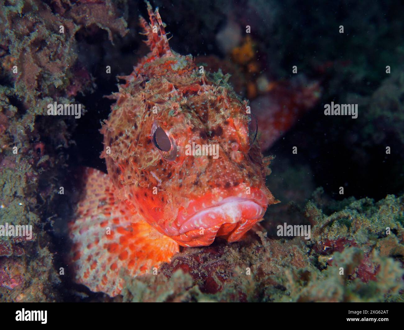 Camouflaged fish with a distinctive face, Brazil scorpionfish ...