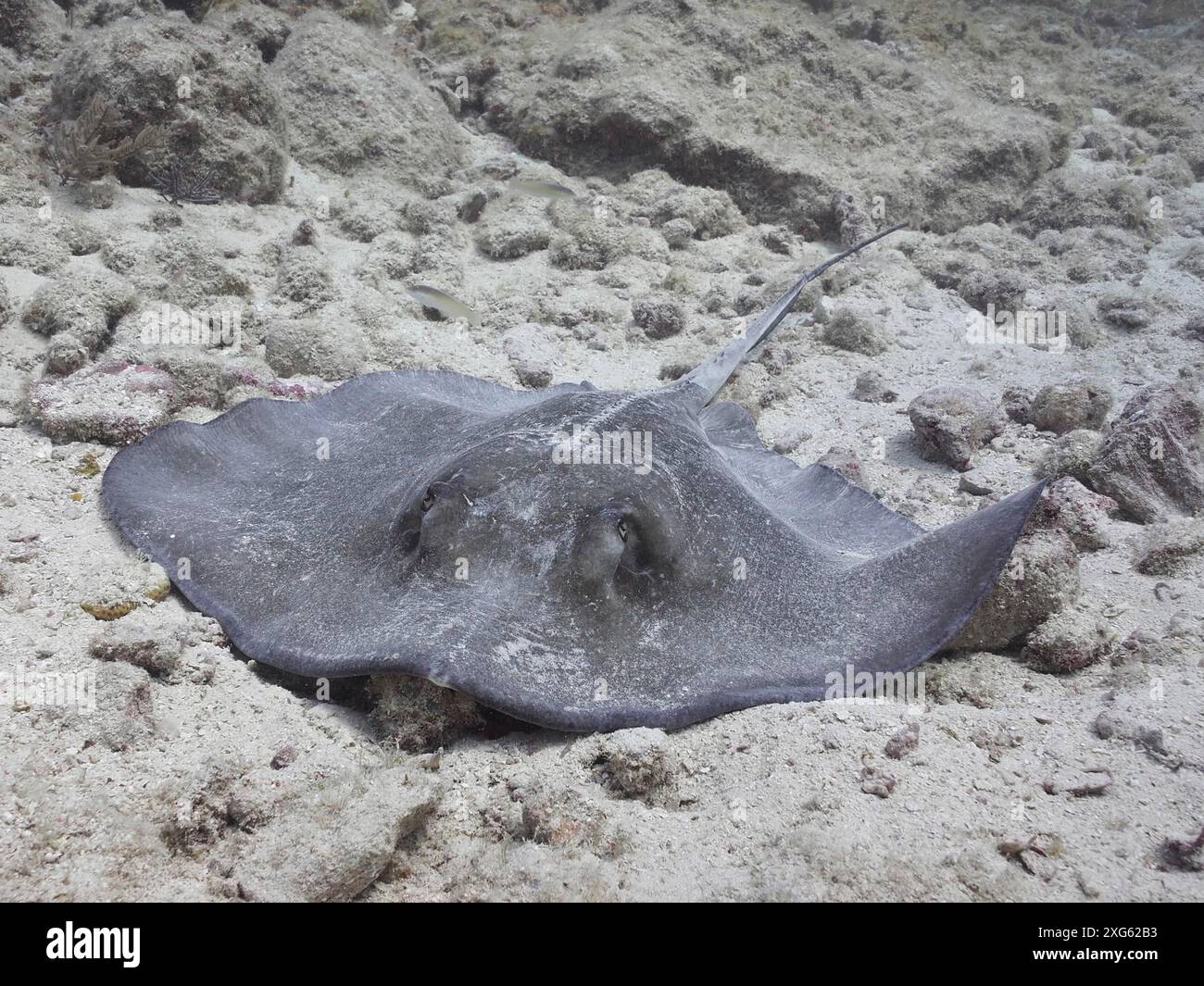 Southern Stingray (Hypanus americanus) lies calmly on the sandy seabed ...