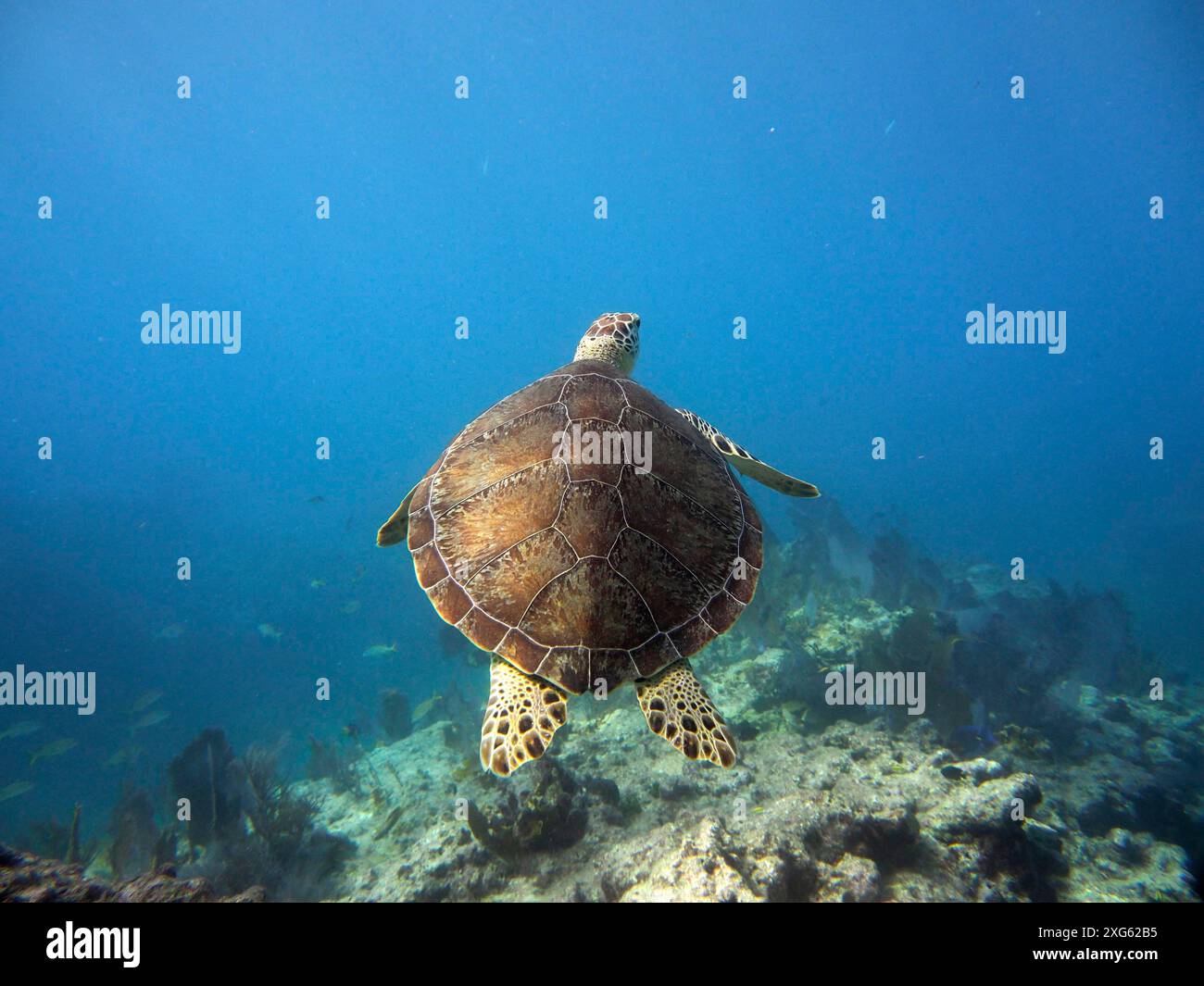 Hawksbill sea turtle (Eretmochelys imbricata imbricata) swimming in the ...