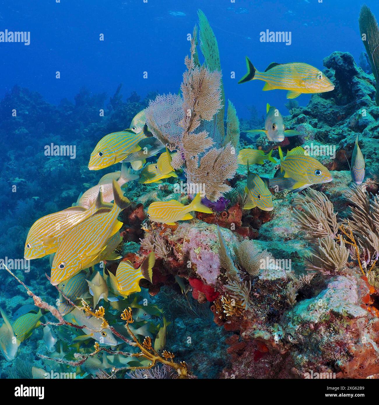 Group of yellow fish, bluestriped grunt (Haemulon sciurus), in a coral ...