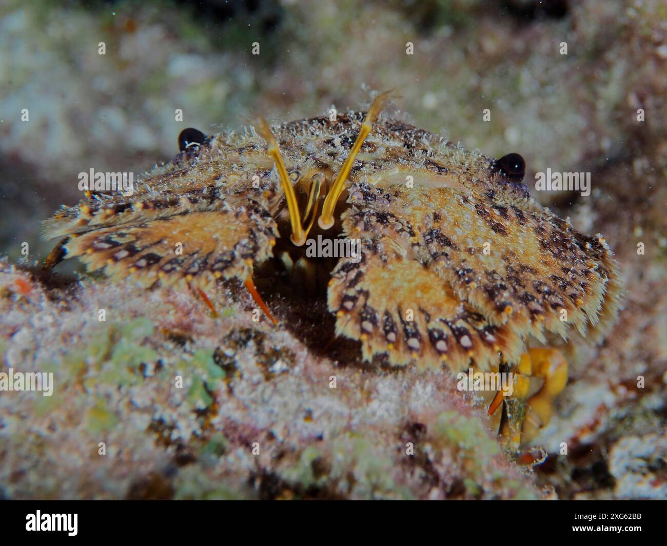 Portrait of American bear crab (Scyllarus americanus) . Dive site John ...