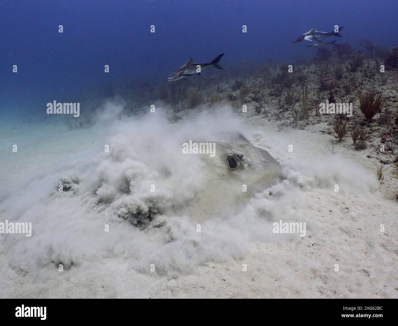 Large Southern Stingray (Hypanus americanus) stirs up sand while ...