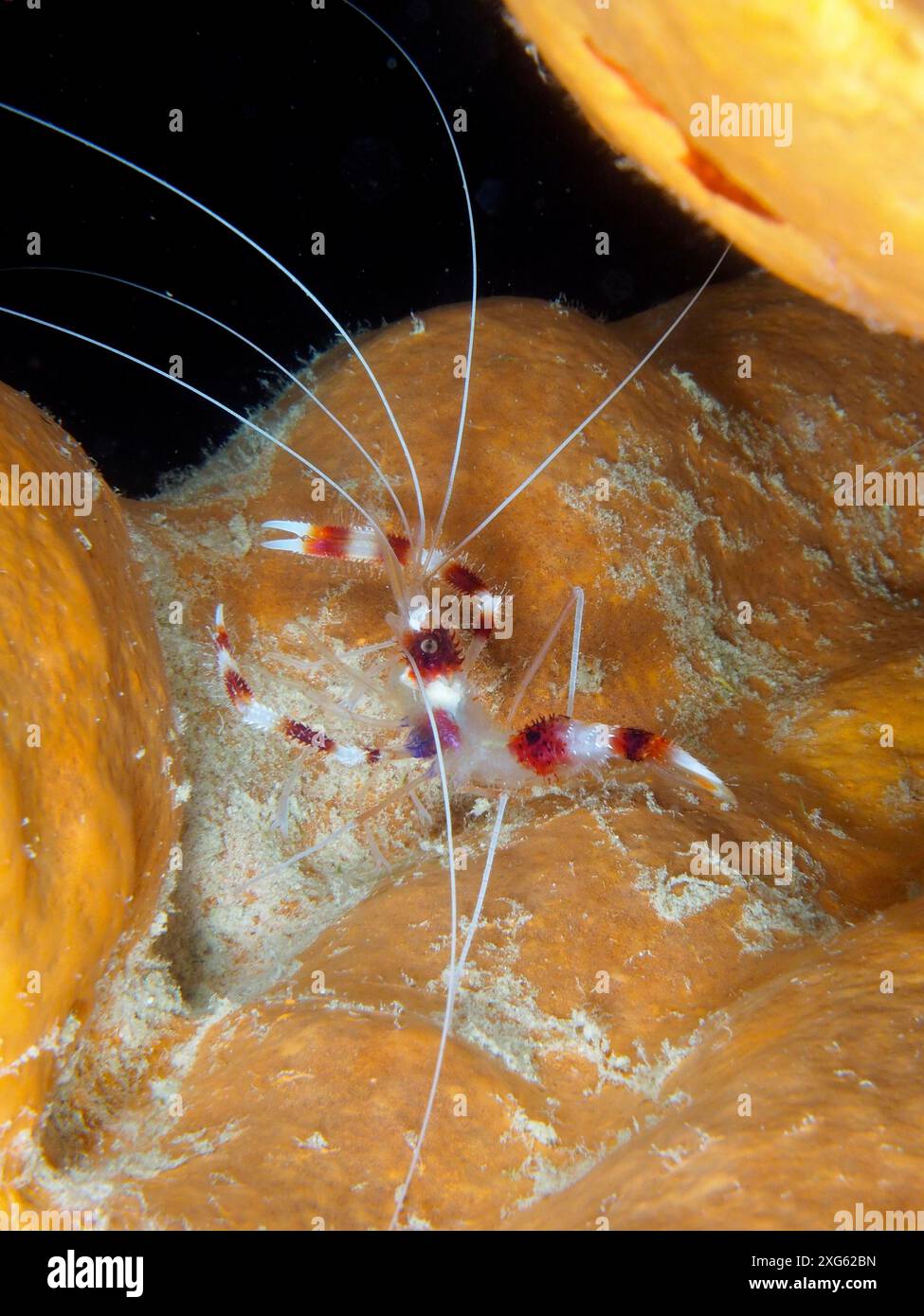 Close-up Banded Coral Shrimp (Stenopus hispidus) on orange tube sponge ...