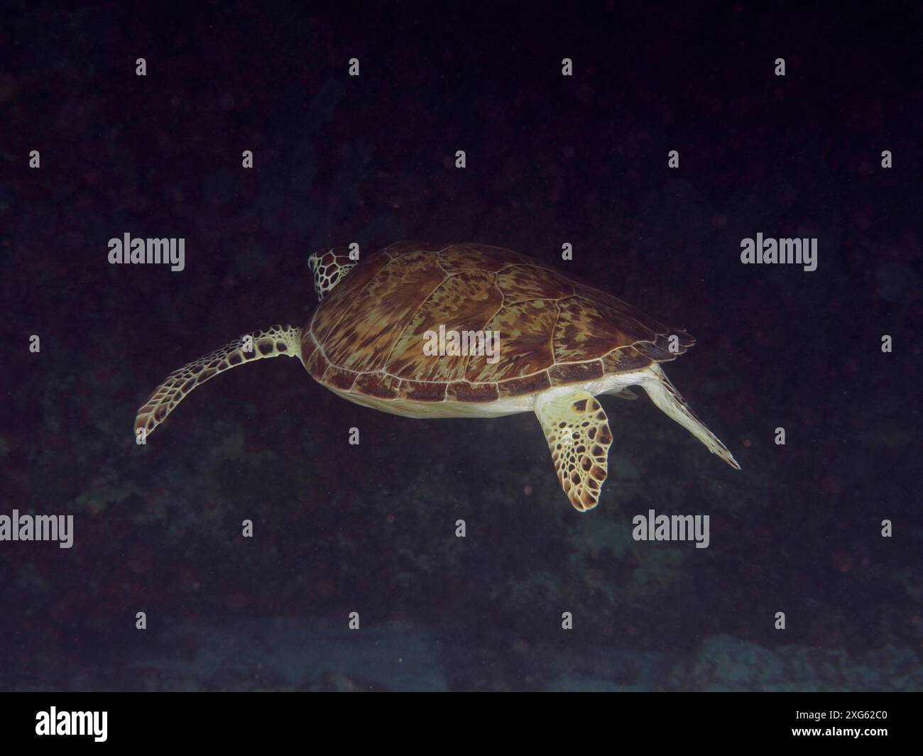 Hawksbill sea turtle (Eretmochelys imbricata imbricata) swimming ...
