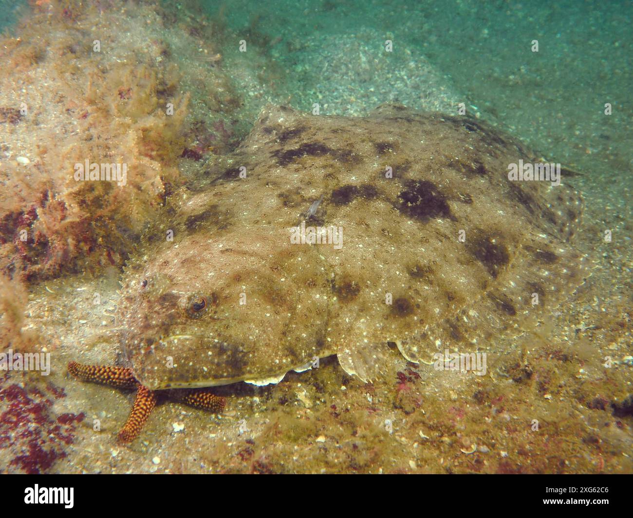 Well camouflaged flounder, eye-butt (Bothus ocellatus), lies between ...