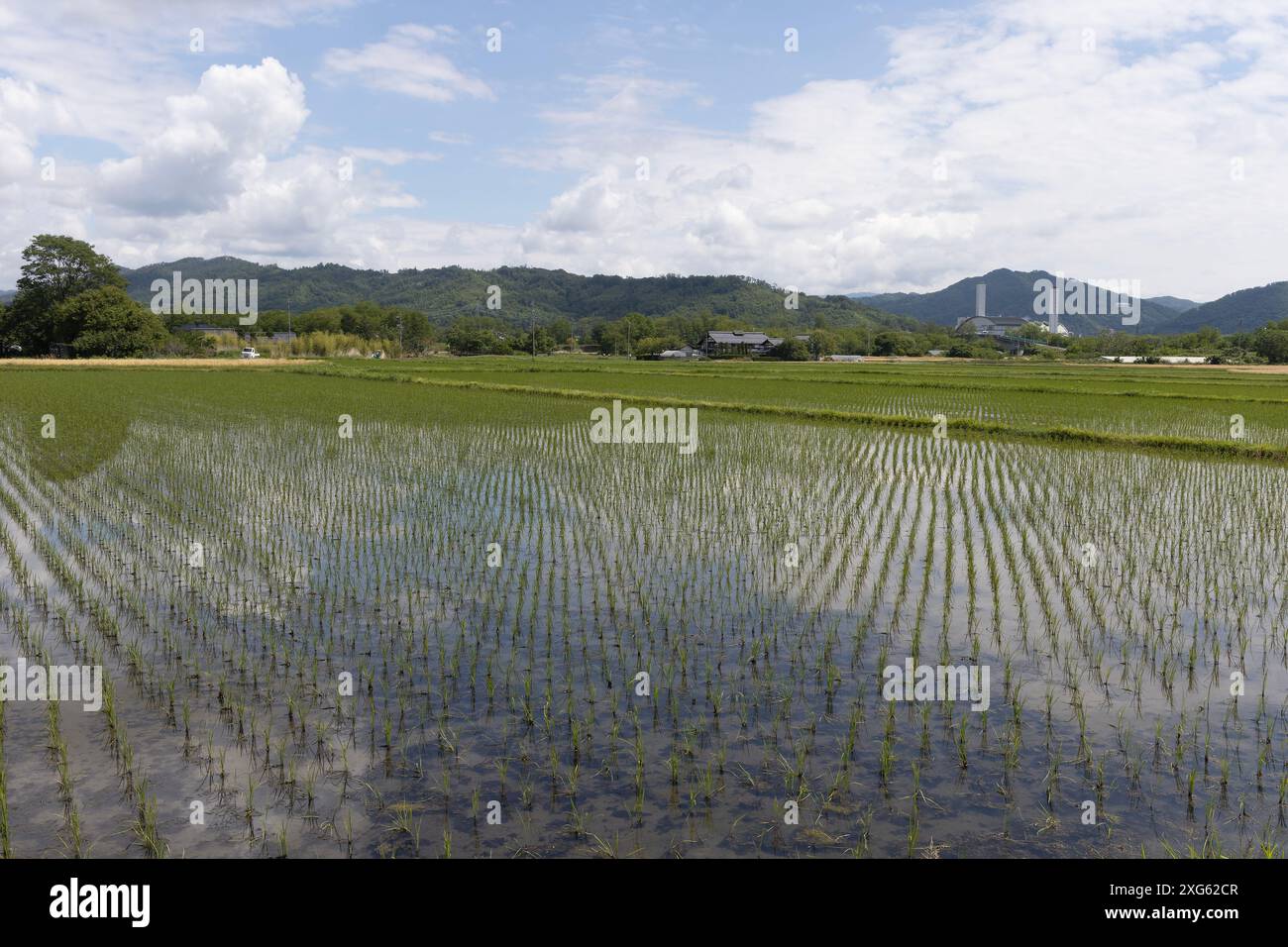 The Daio Wasabi Farm in rural Azumino City near Matsumoto is one of ...