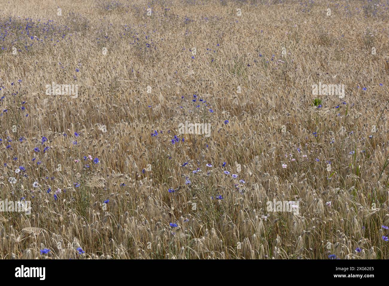 The Daio Wasabi Farm in rural Azumino City near Matsumoto is one of ...