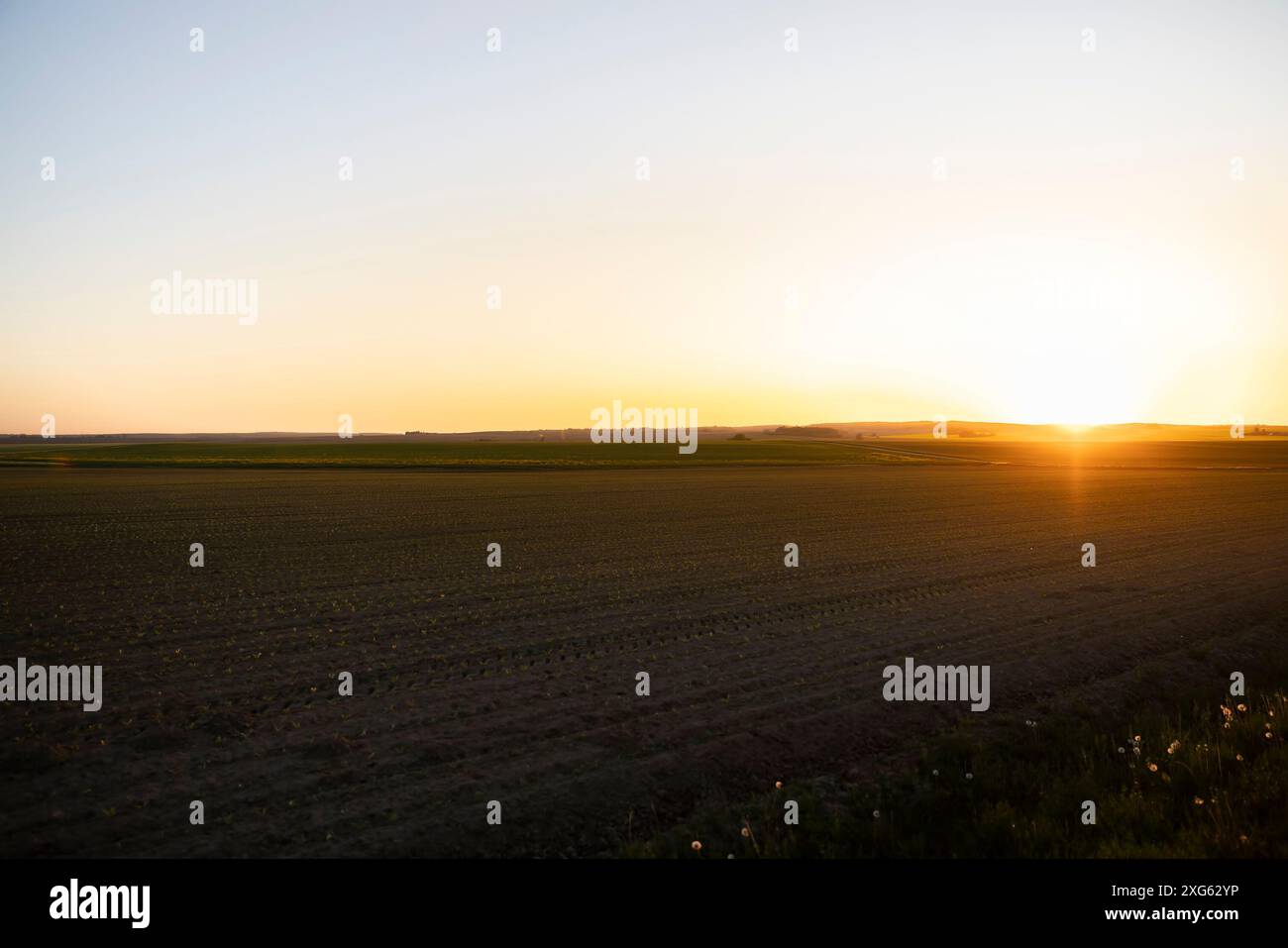 Corn growing during sunset hi-res stock photography and images - Alamy