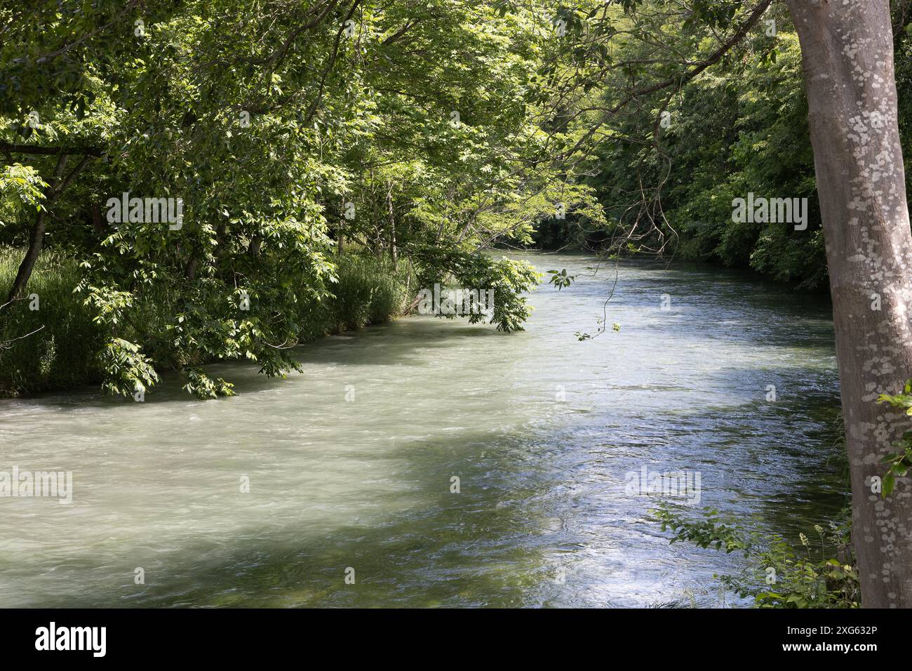 The Daio Wasabi Farm in rural Azumino City near Matsumoto is one of ...