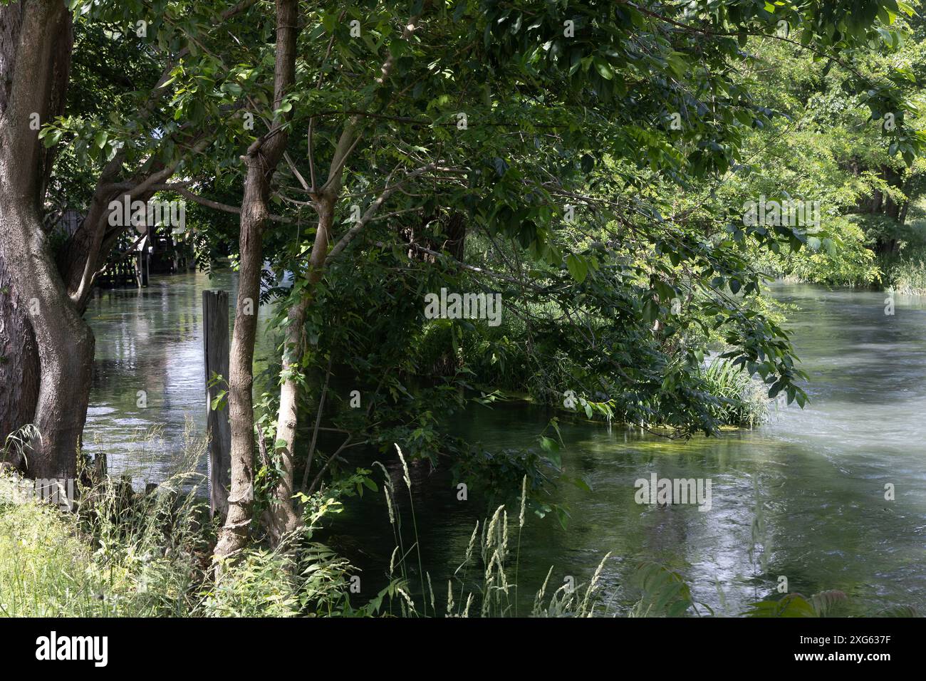 The Daio Wasabi Farm in rural Azumino City near Matsumoto is one of ...