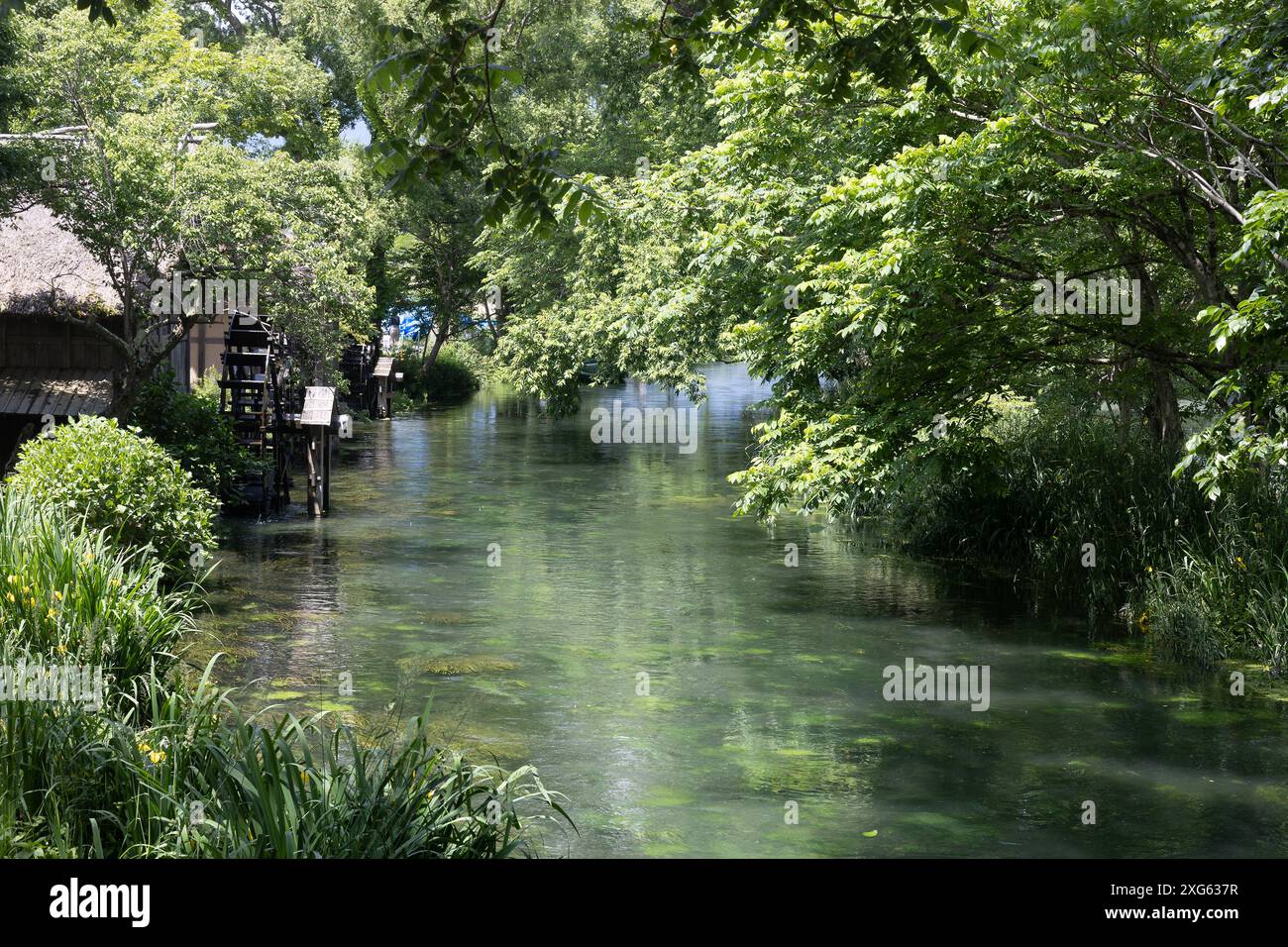 The Daio Wasabi Farm in rural Azumino City near Matsumoto is one of ...