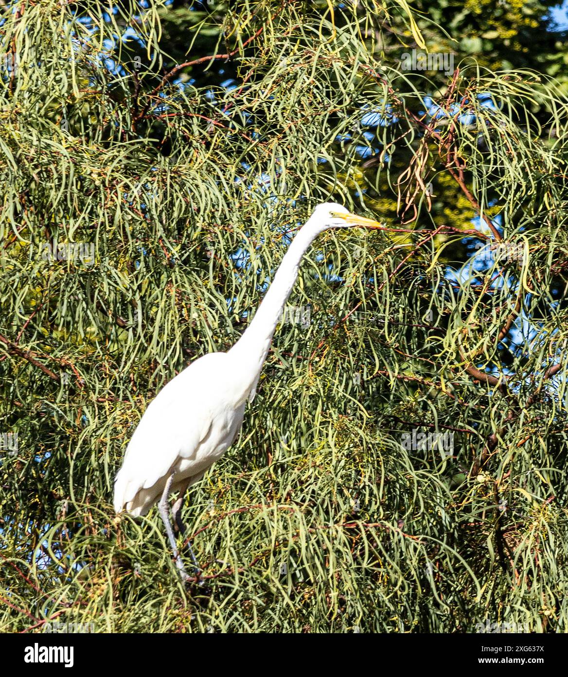 Myal creek hi-res stock photography and images - Alamy