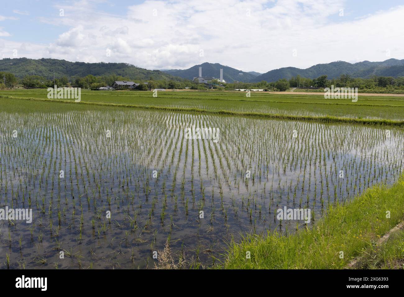 The Daio Wasabi Farm in rural Azumino City near Matsumoto is one of ...