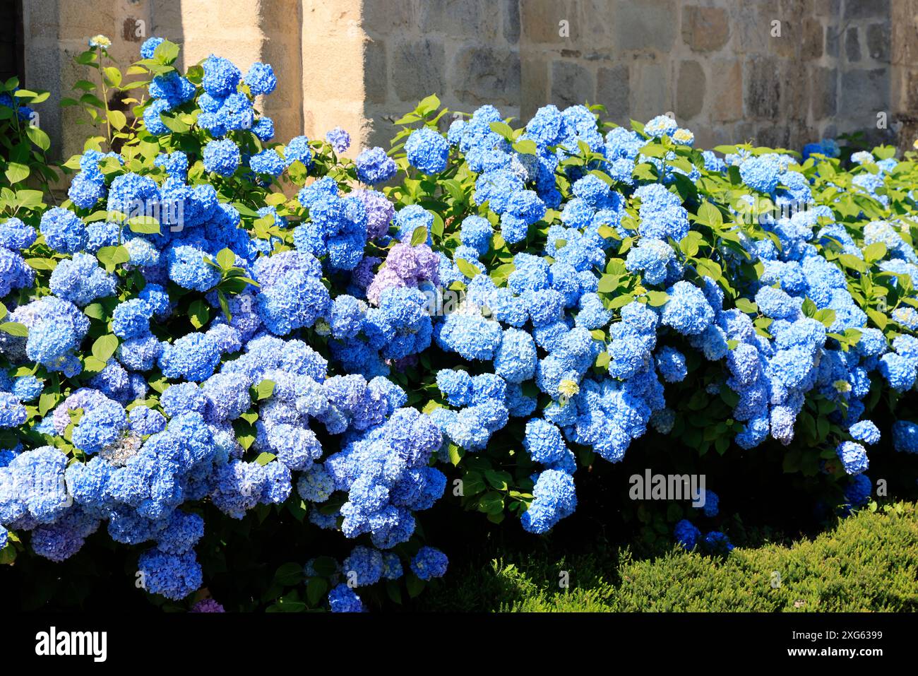 Hydrangeas in bloom in early summer. Flowers and living environment ...