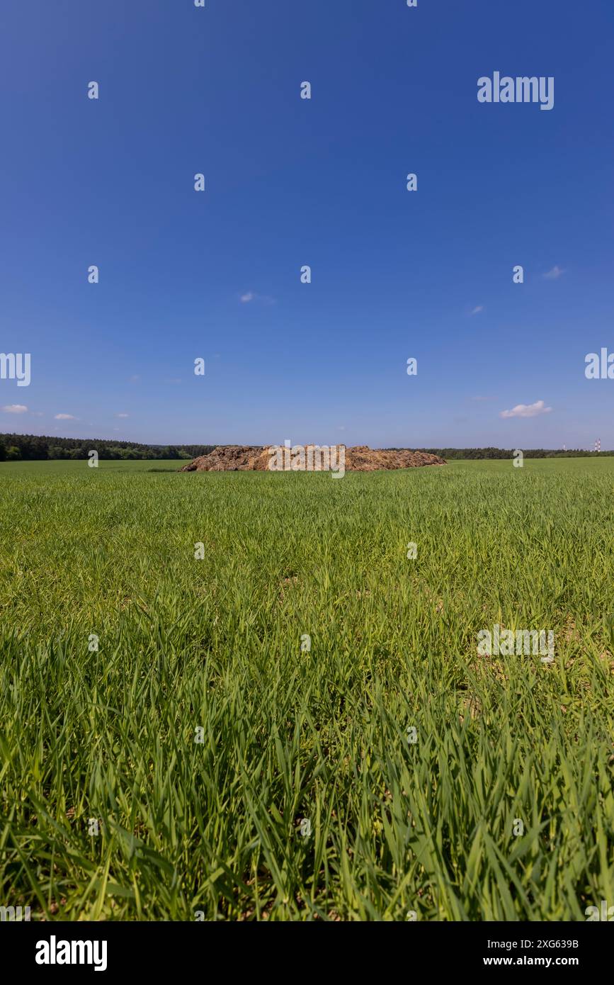 a large amount of manure to fertilize the area in a field with green ...