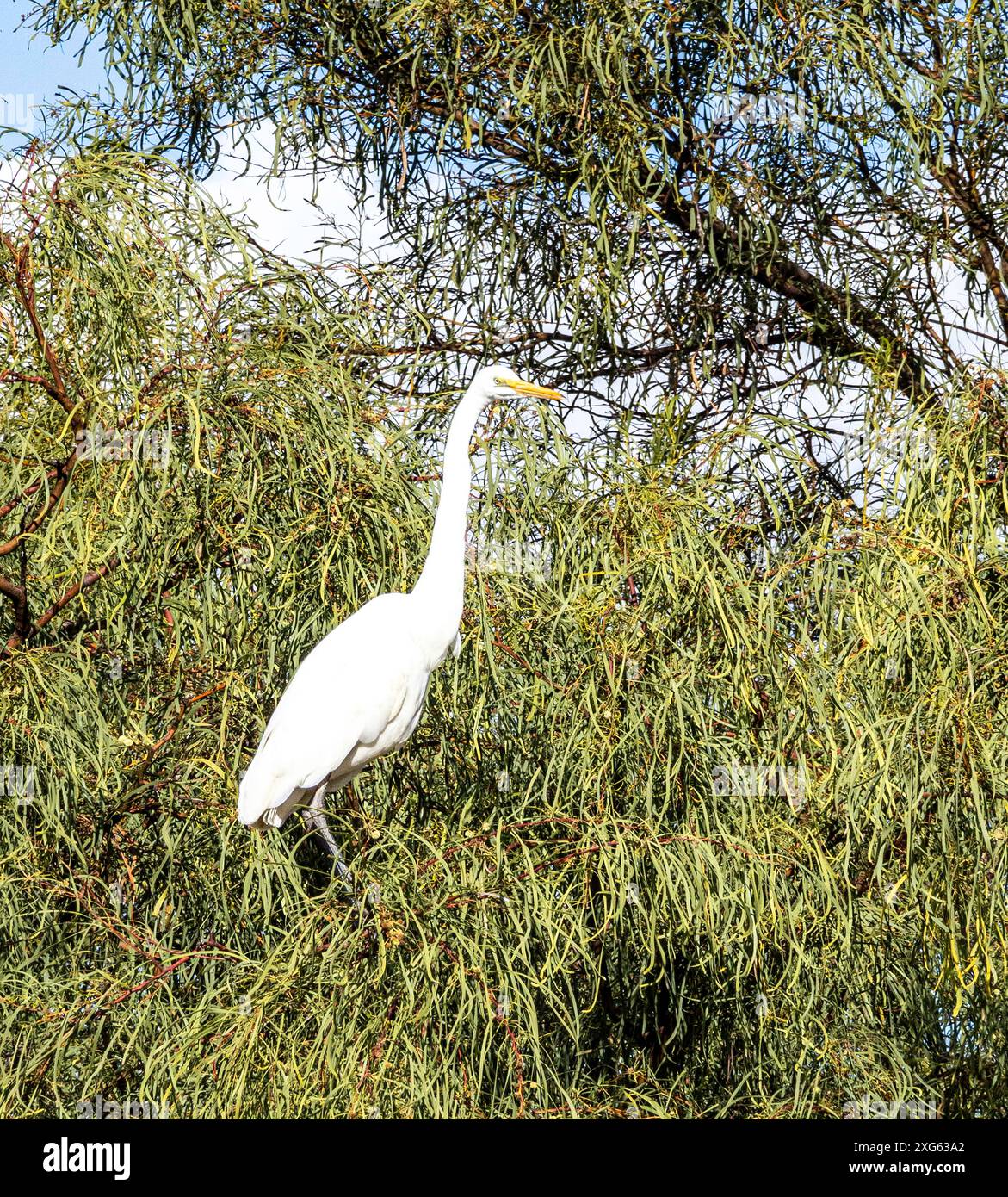 Myal creek hi-res stock photography and images - Alamy