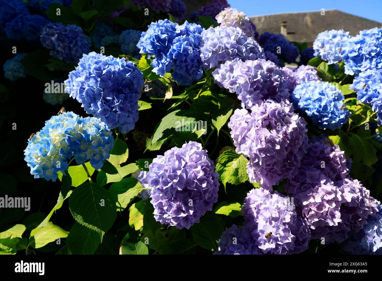 Hydrangeas in bloom in early summer. Flowers and living environment ...