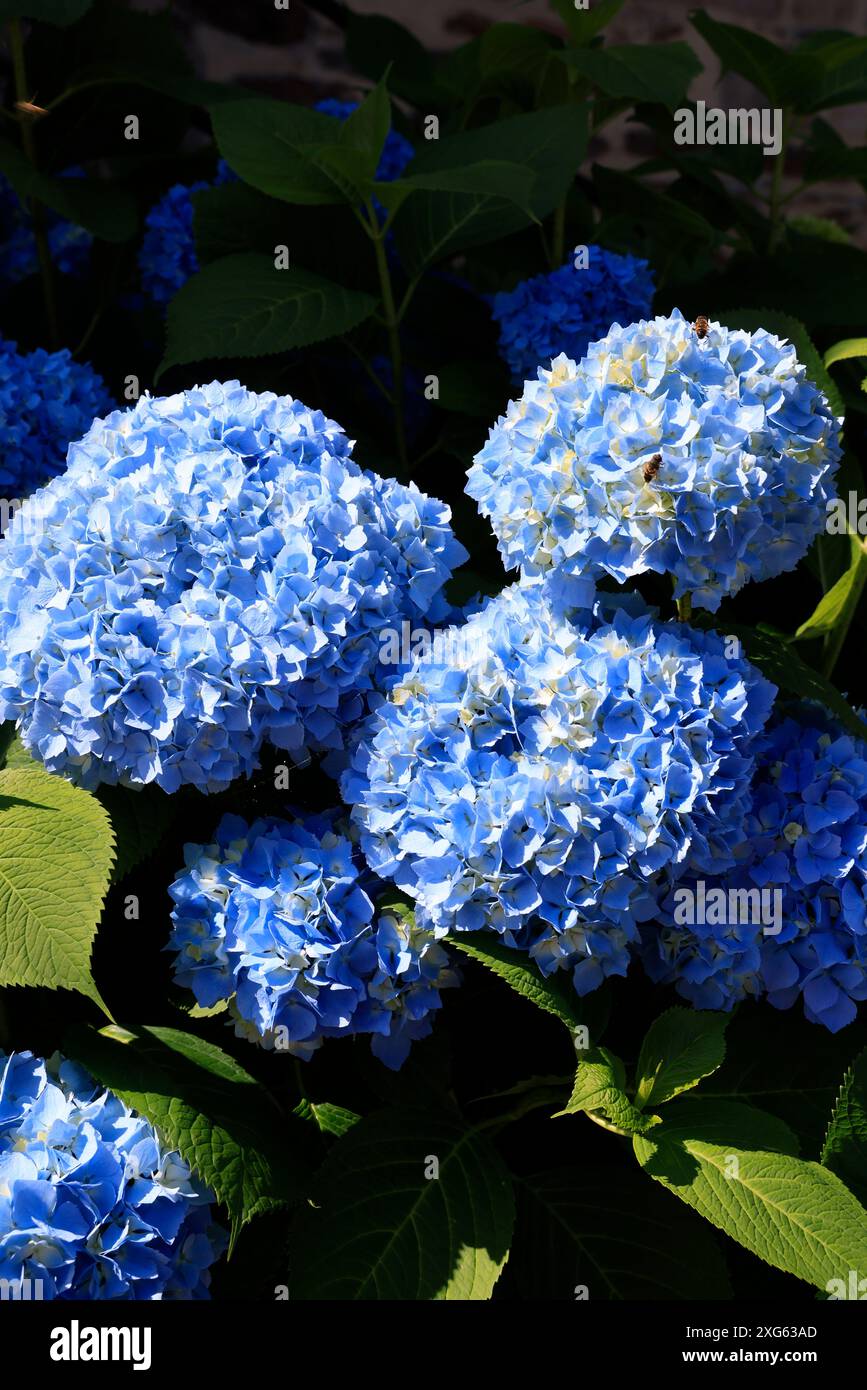 Hydrangeas in bloom in early summer. Flowers and living environment ...