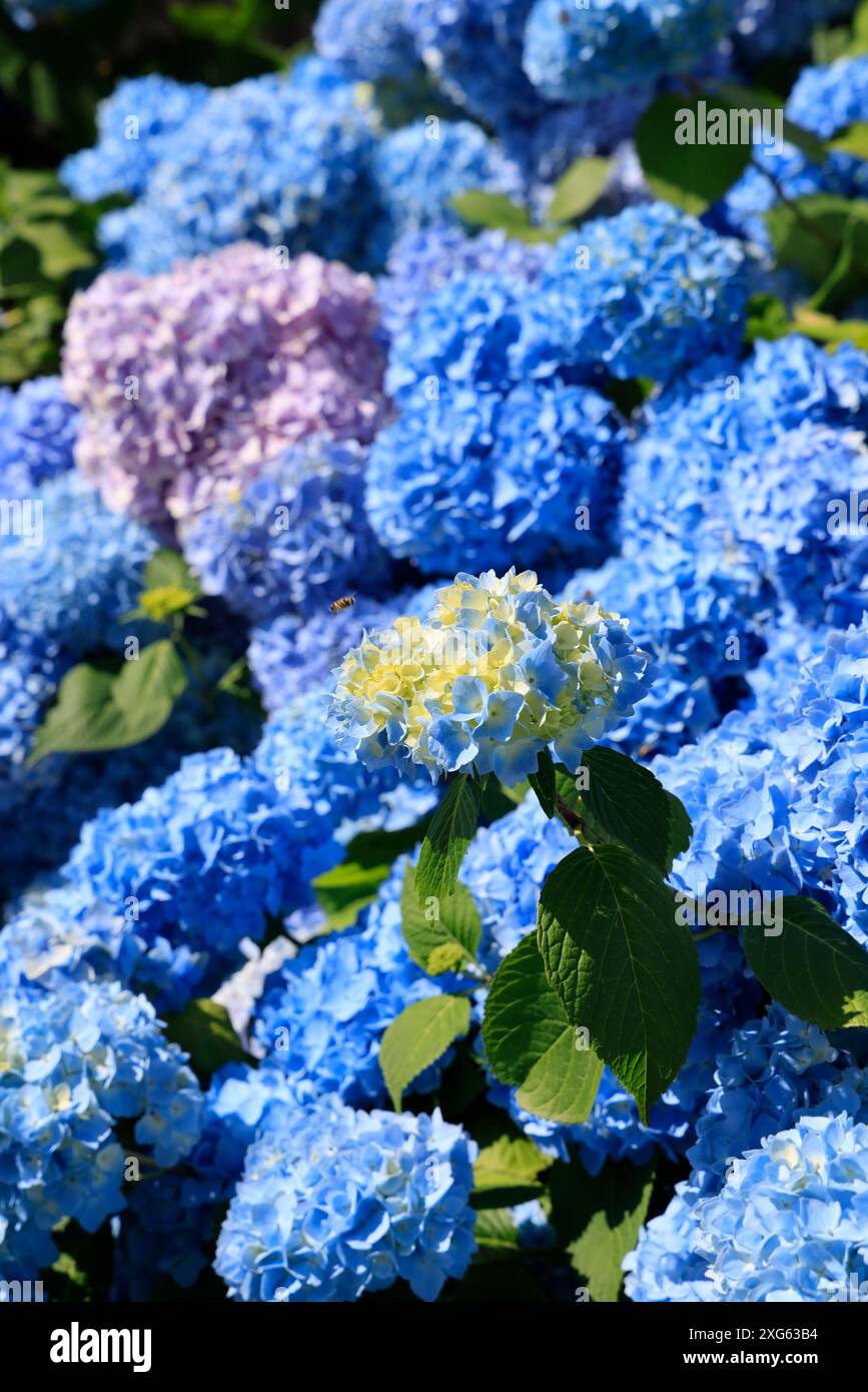 Hydrangeas in bloom in early summer. Flowers and living environment ...
