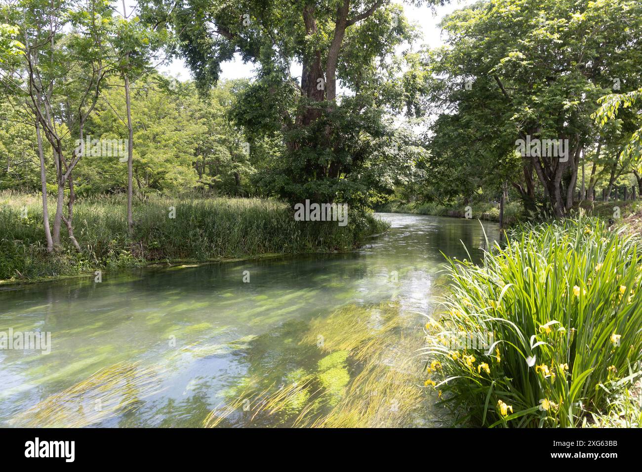 The Daio Wasabi Farm in rural Azumino City near Matsumoto is one of ...