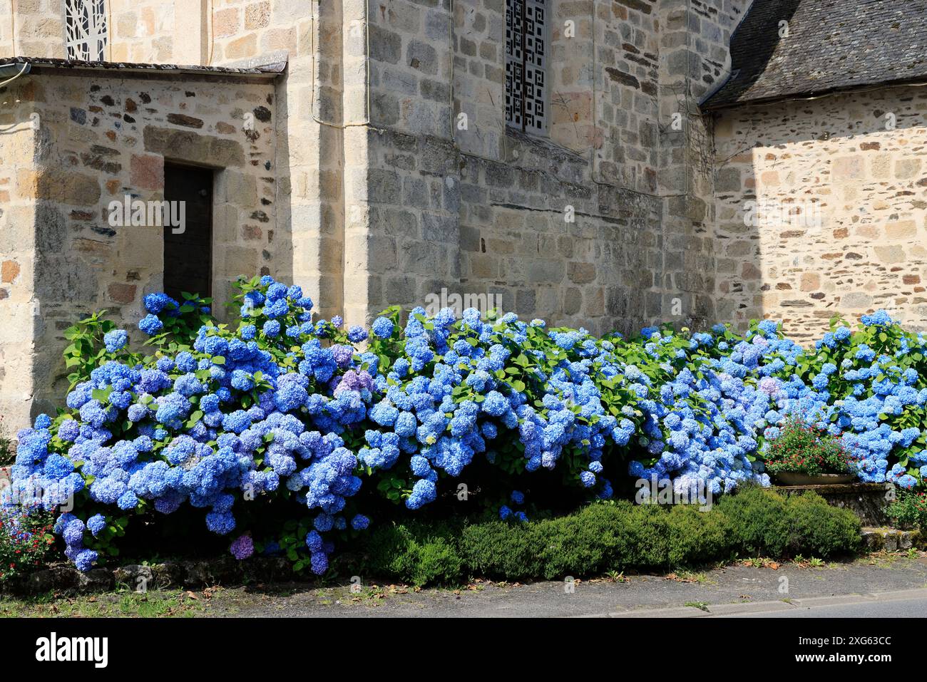 Pink hydrangeas in village hi-res stock photography and images - Alamy