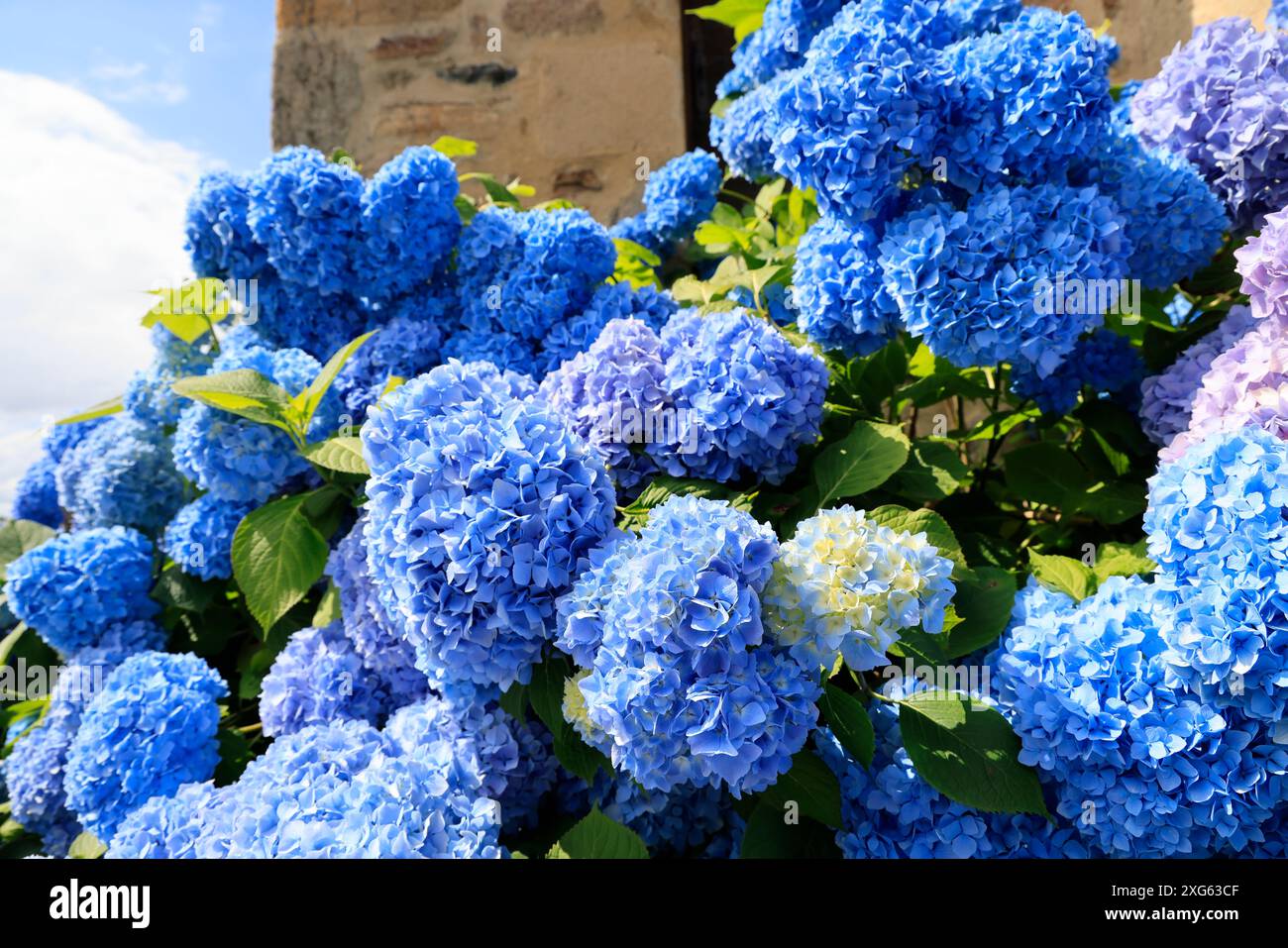 Hydrangeas in bloom in early summer. Flowers and living environment ...