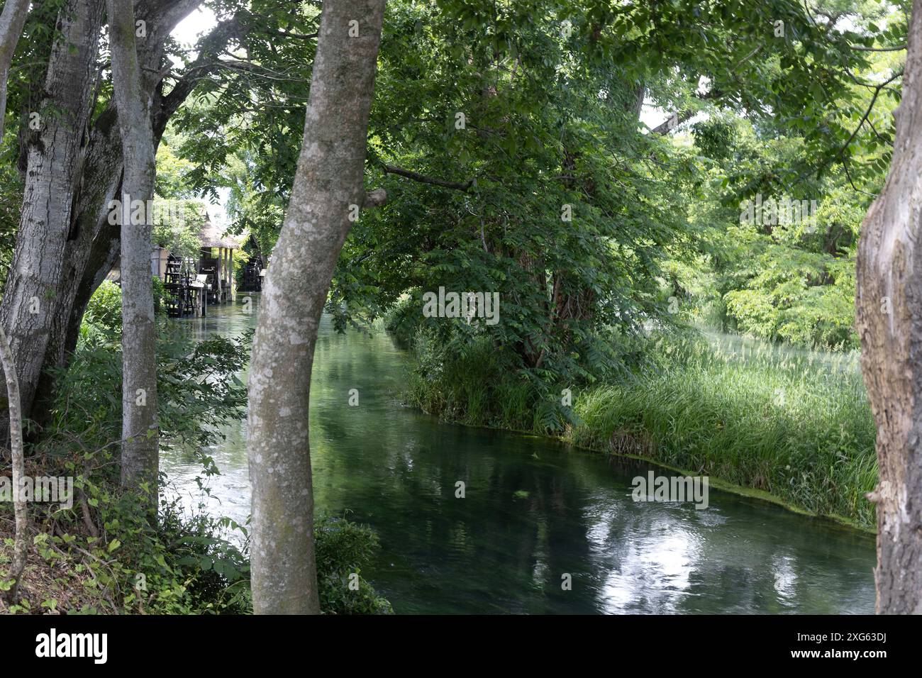 The Daio Wasabi Farm in rural Azumino City near Matsumoto is one of ...