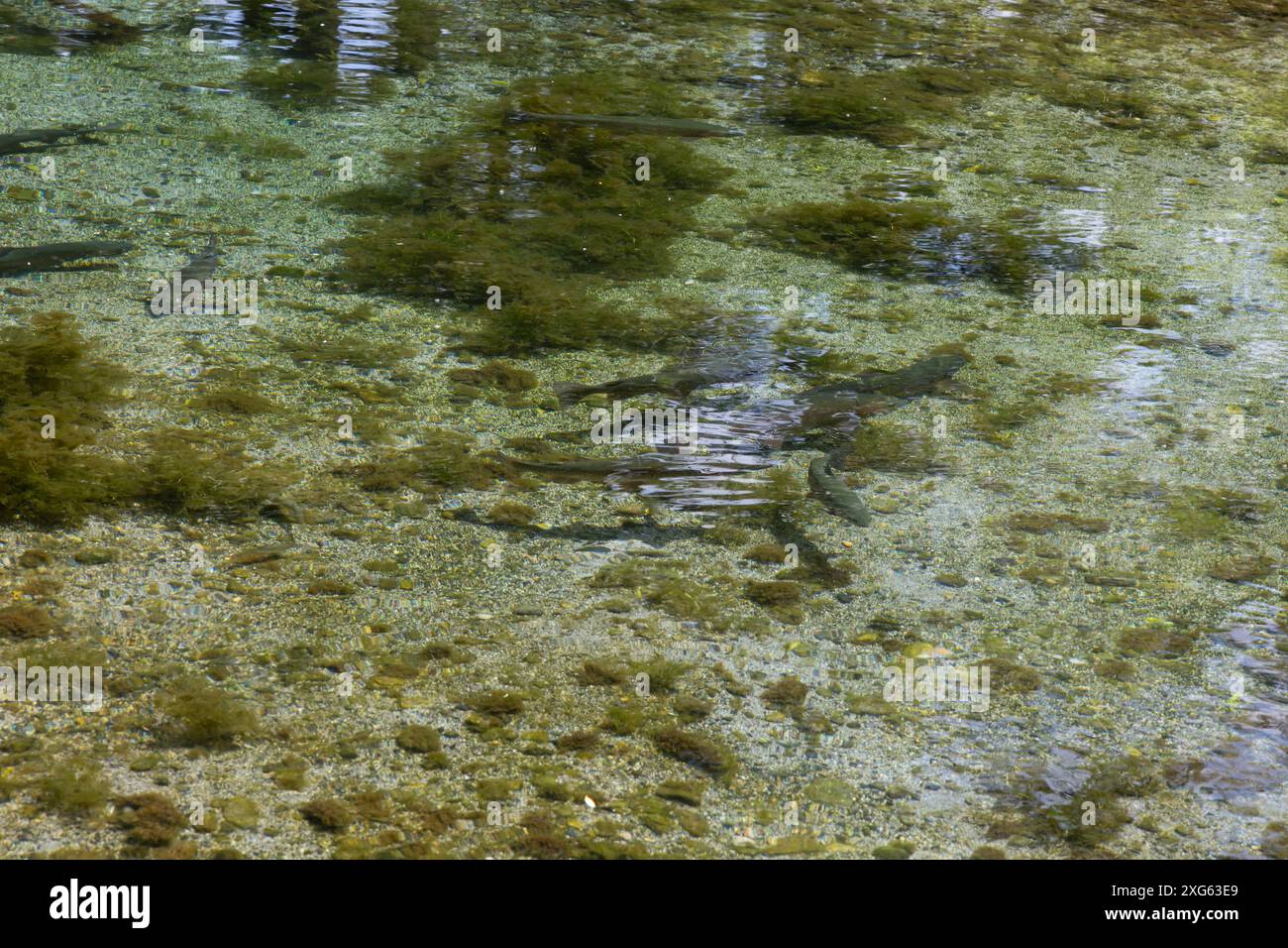 The Daio Wasabi Farm in rural Azumino City near Matsumoto is one of ...