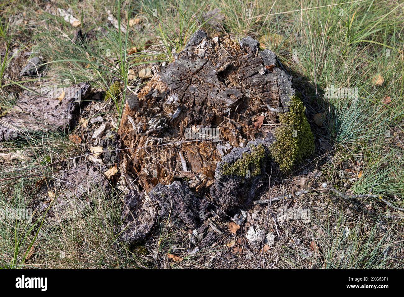 an old rotting tree stump in the forest, a rotting stump after cutting ...